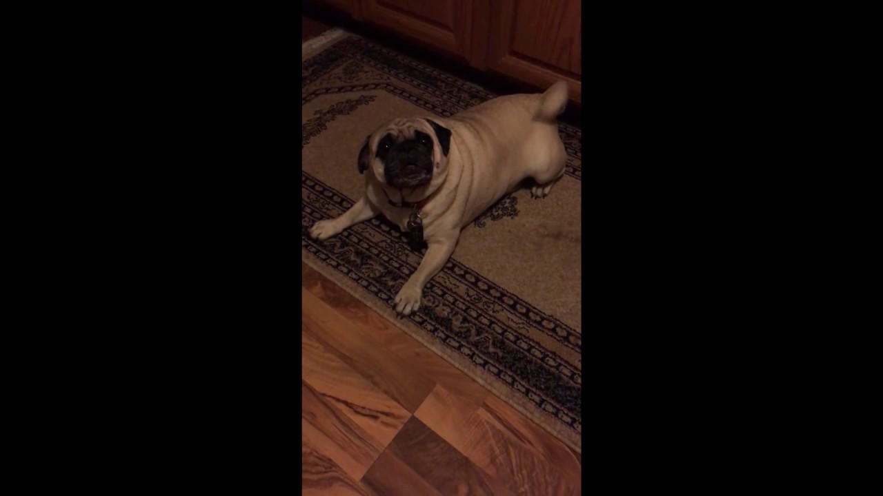 Pug Language Translated For Humans - YouTube