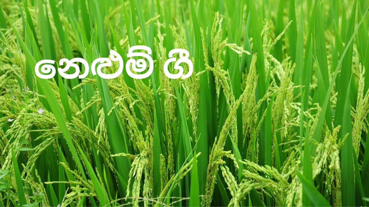 Nelum gee නෙළුම් ගී | Ipal pitin gahana awwa ඉපල් පිටින් | Nelumkawi ...