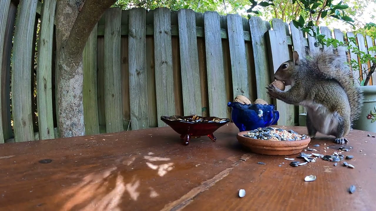 New Foods and Bowls Freak Out the Squirrels, Funny Squirrels, CAT TV ...
