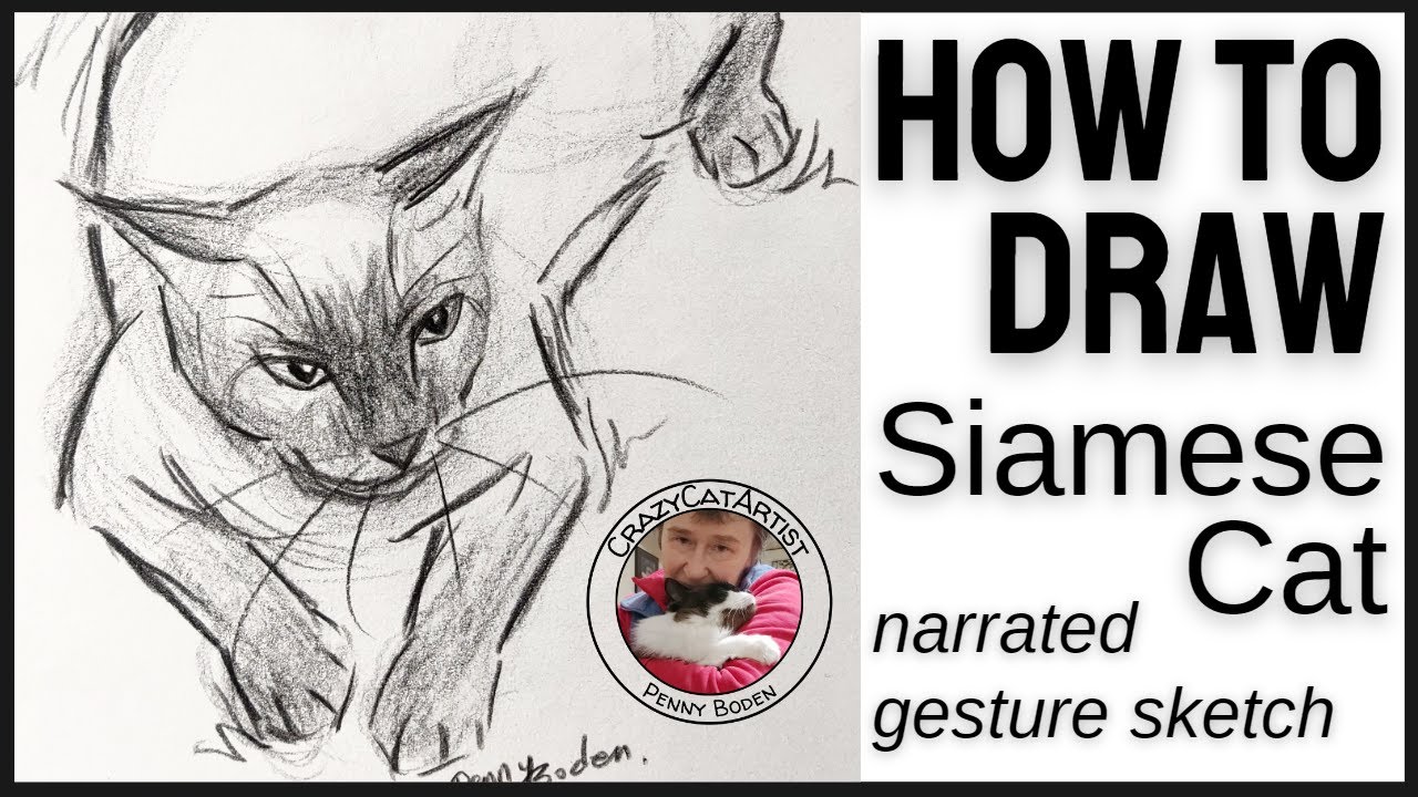 How to Draw a Siamese Cat Laying Down, facing forward, from above, full ...