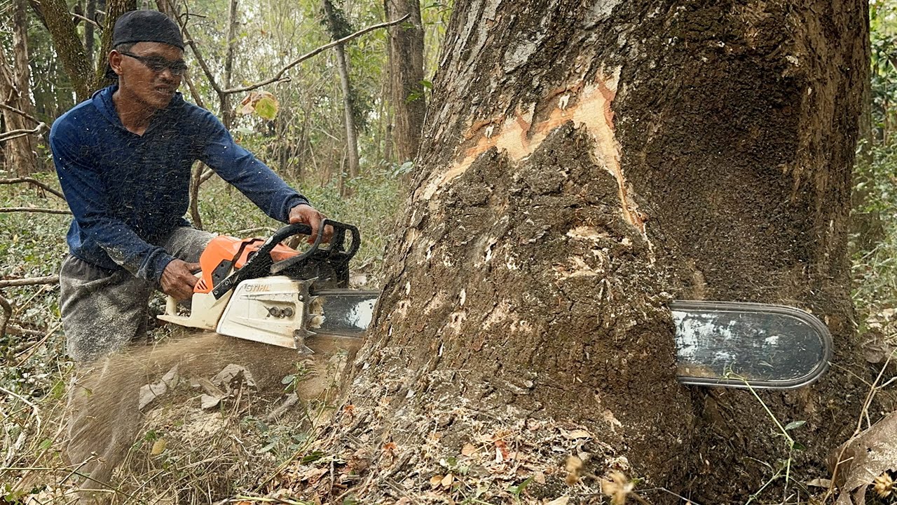 When the monster saw meets a worthy opponent || Cut down 2 Huge trees‼️ ...