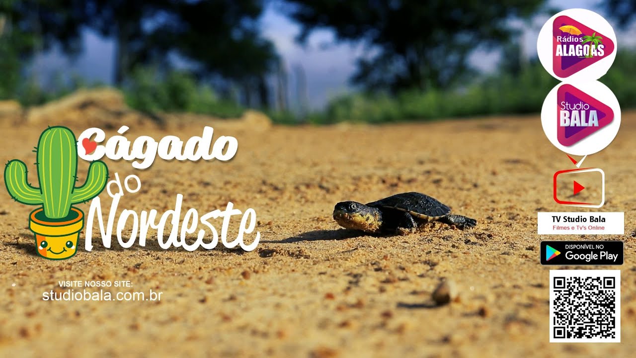 Filhote de Cágado do Nordeste - YouTube