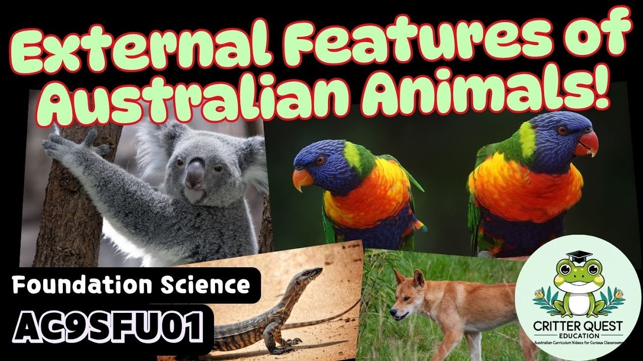 External Features of Animals | Foundation Year Science AC9SFU01 ...