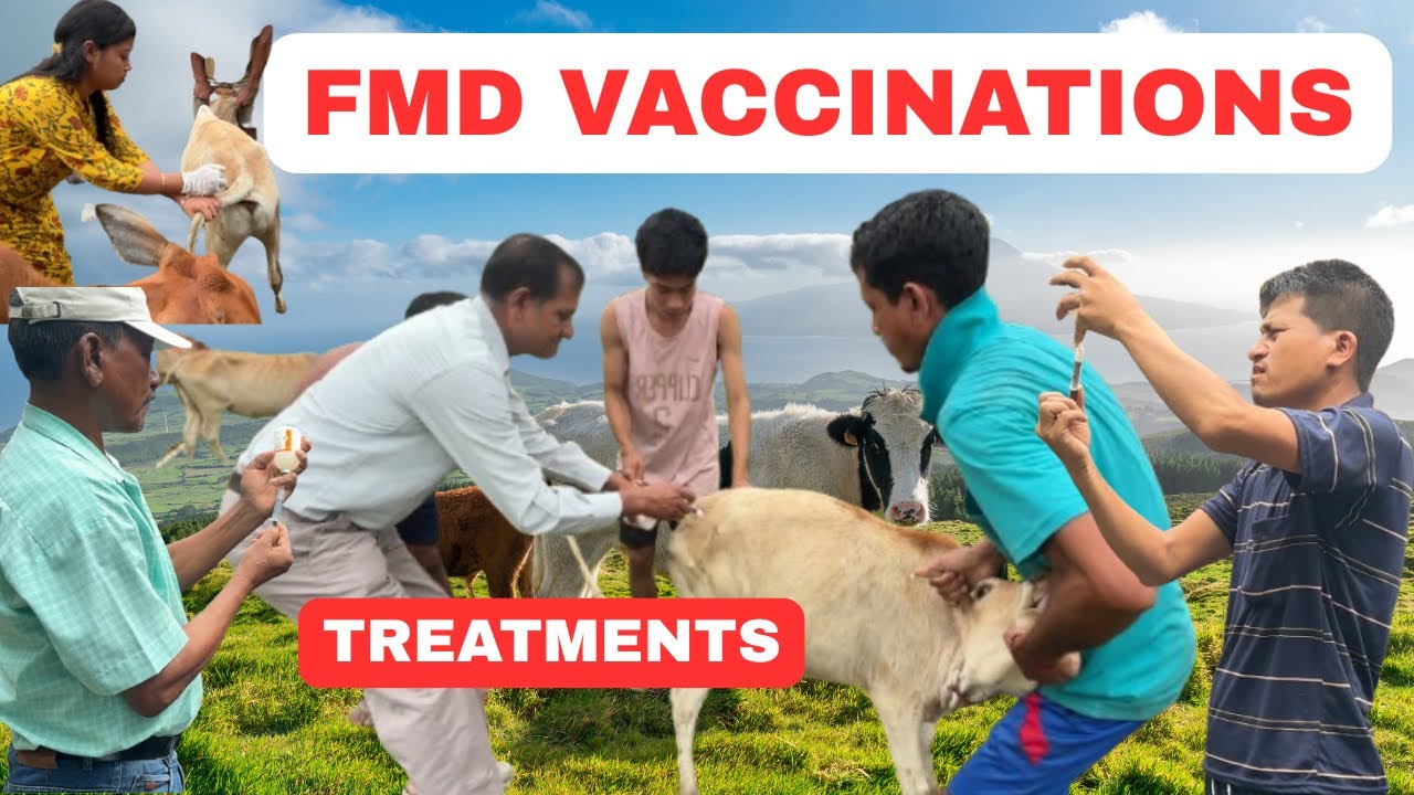 fmd disease treatment | fmd disease treatment in cattle | fmd ...