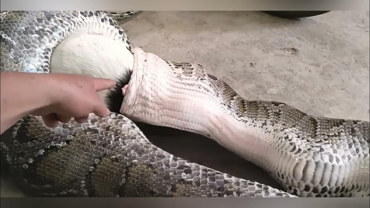 huge Burmese python eating Goat 🐐 - YouTube