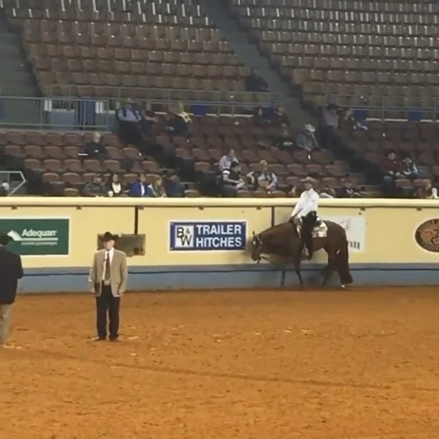 JOG baby JOG 2014 aqha world show 2 year old western pleasure winner ...