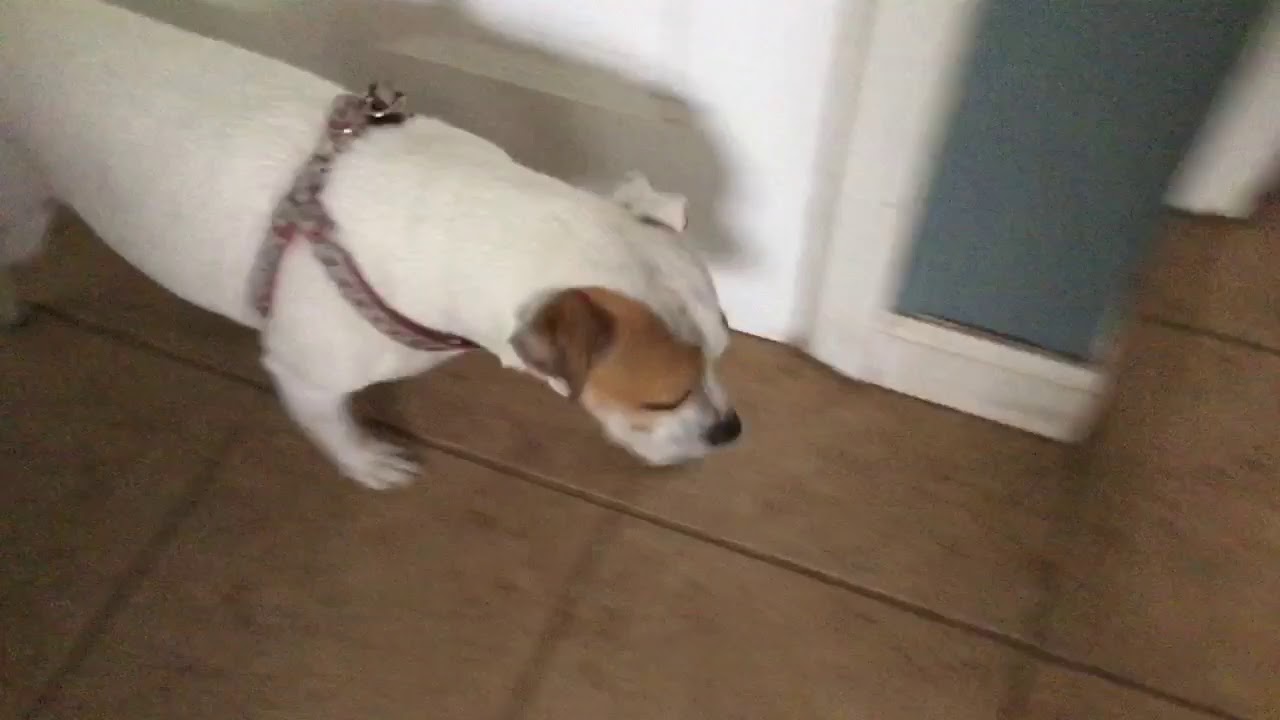 Stella the little monster and some difficulties with remy - YouTube