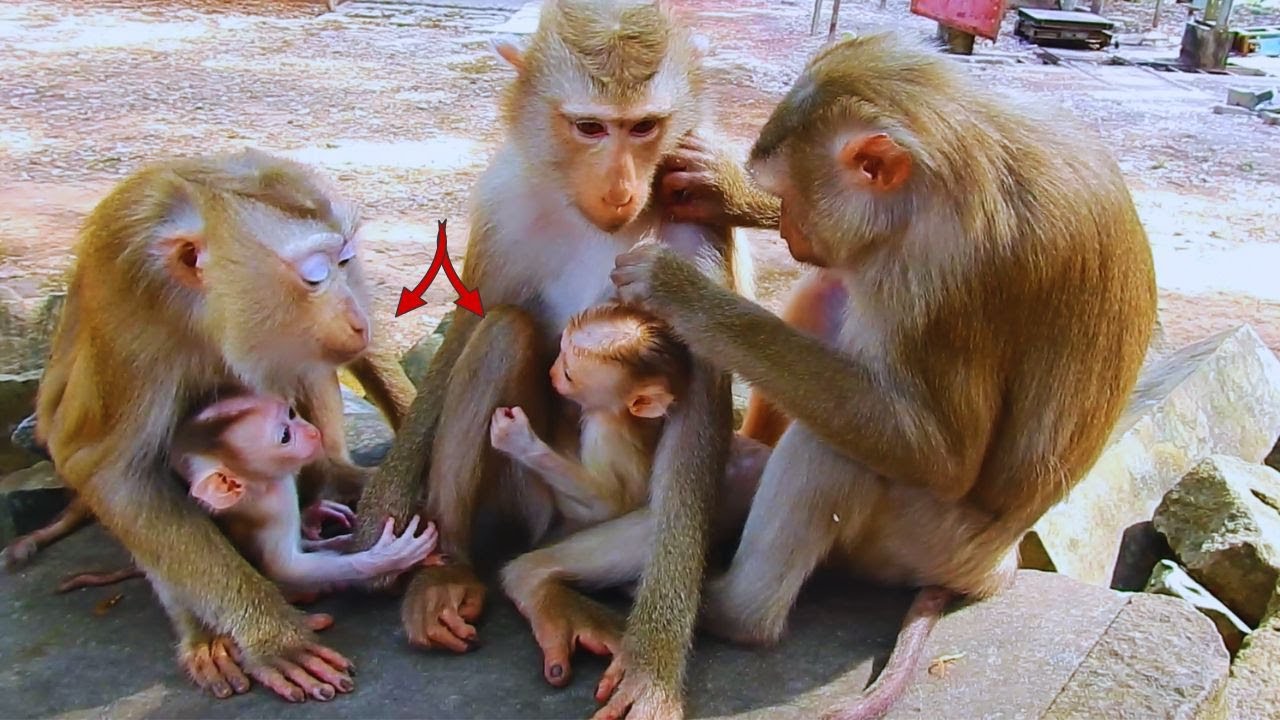 Oh, really good, Monkey Lila's baby staying with Monkey Millie's baby ...