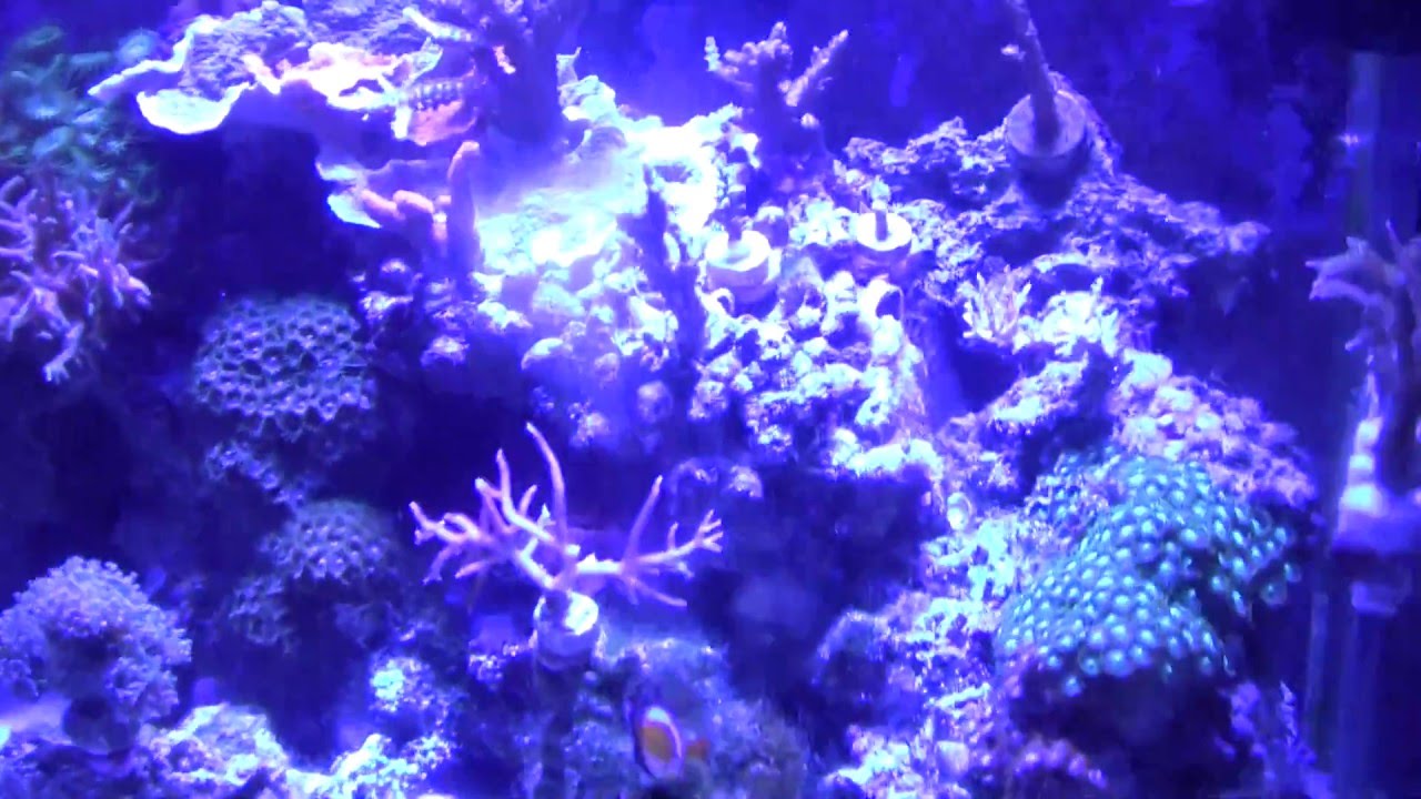 Auto Top Off Without a Sump - YouTube