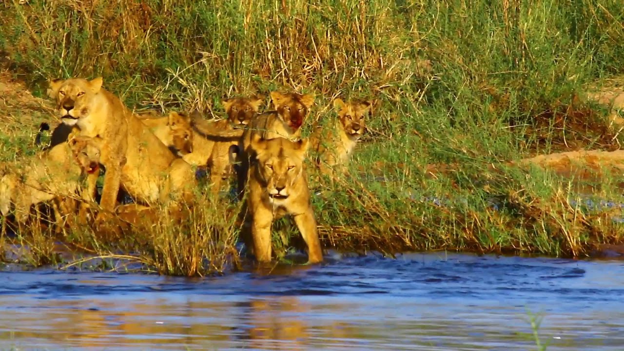 Lions Vs Crocodile-Ruaha National Park. - YouTube