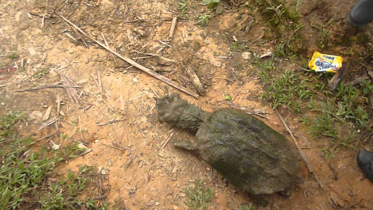 strange mutant looking turtle in the Amazon - YouTube