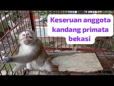 Ditinggal bastian sama monyong. inilah kandang primata bekasi. - YouTube