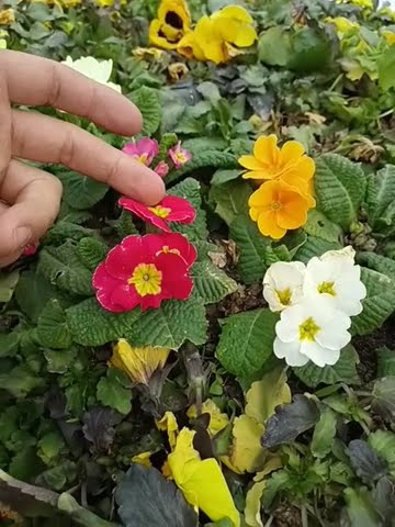 A healing plant with beautiful flowers, Primrose, Primula Hortensis # ...