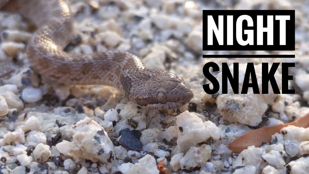 Venomous but harmless?| The Night Snake - YouTube