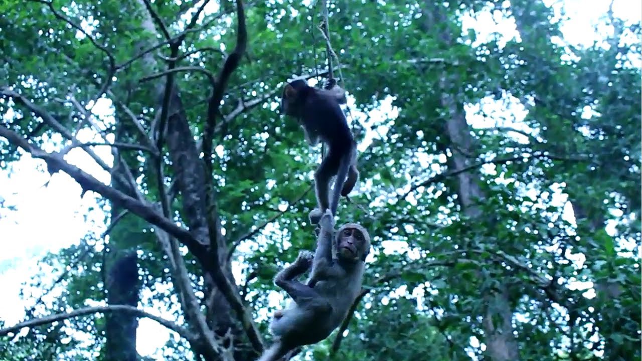 Baby Monkey Natural Real Life Daily Monkeys Man #276 - YouTube