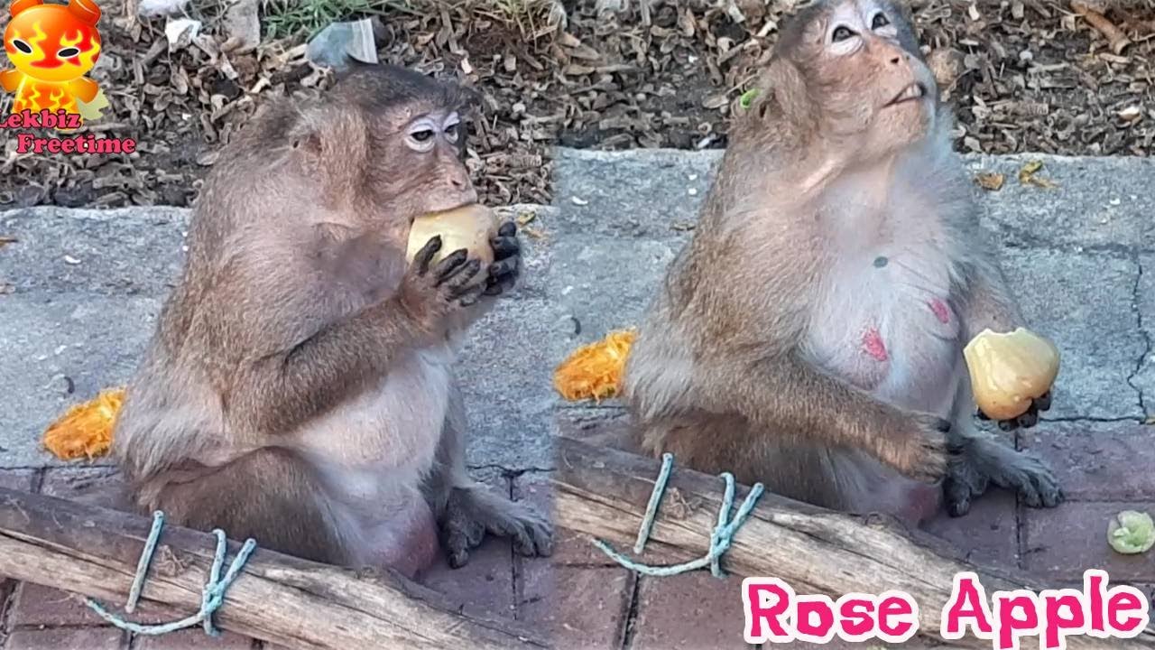 The monkey ate the rose apple deliciously - YouTube