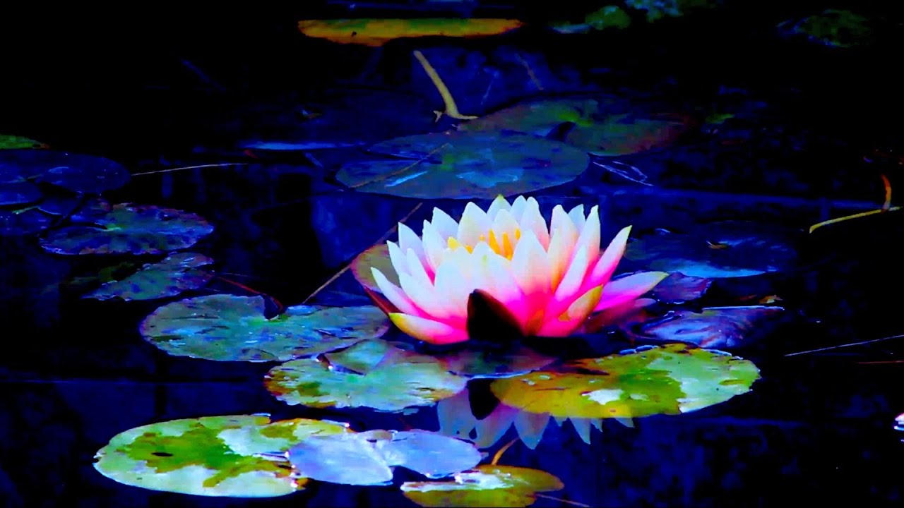 Calm Pond sounds with ambience sounds - soothing, calm, relax, and ...