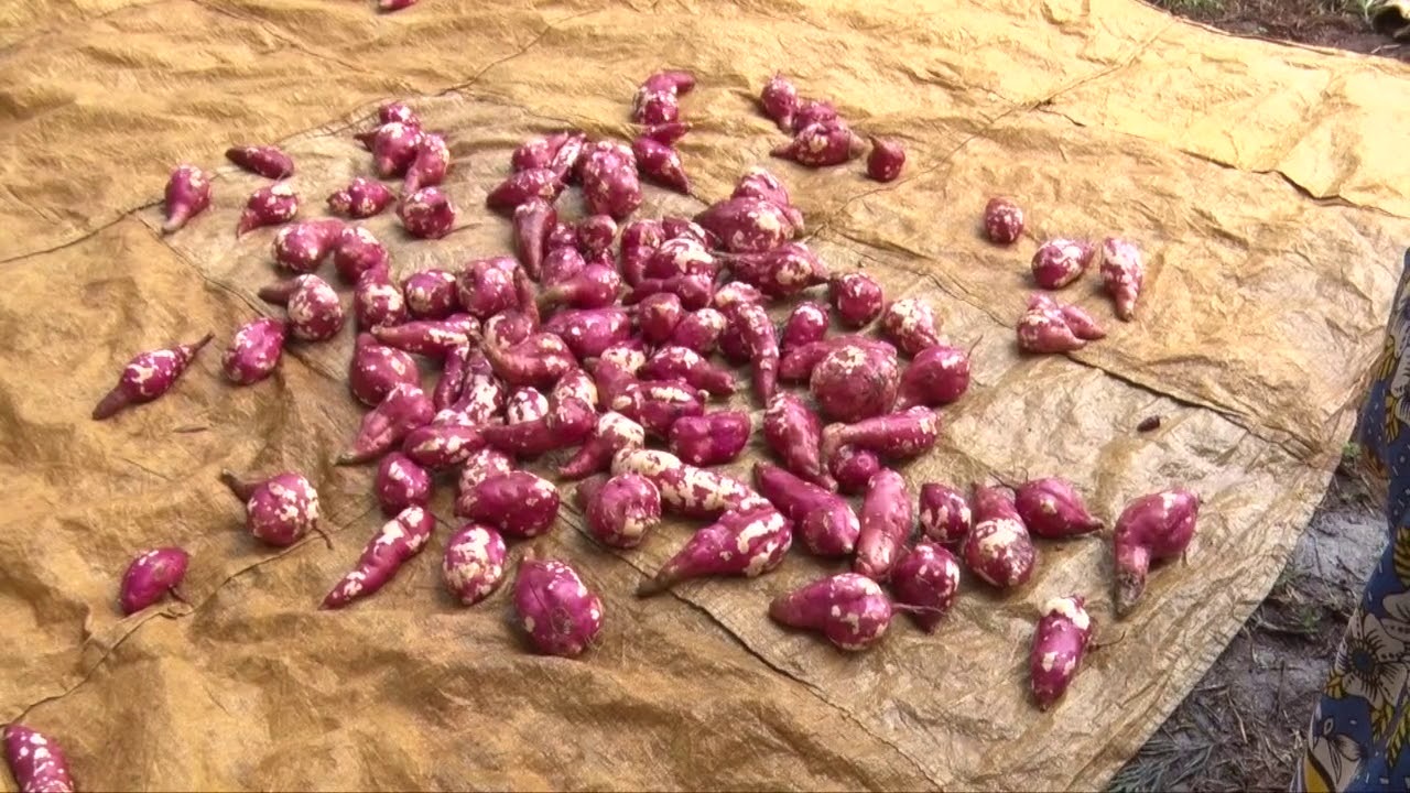 EP 109 Prt 1 NGWACI 4th May 2019 - YouTube