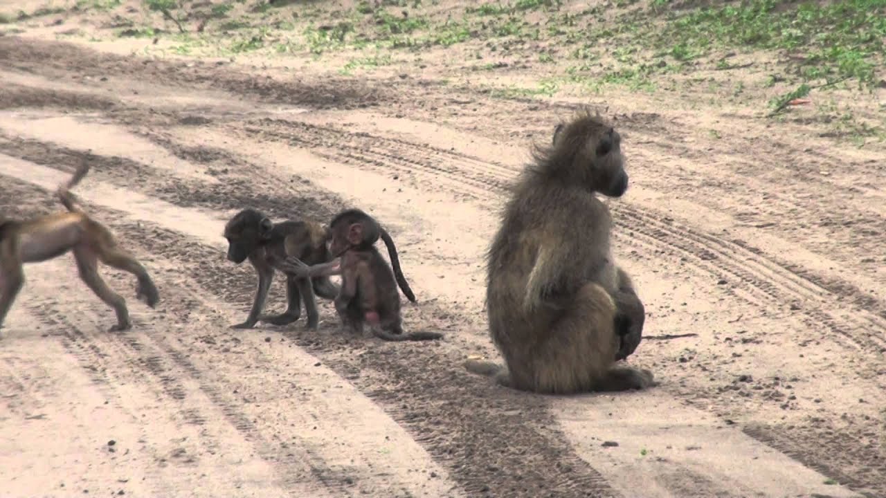 baboon fight - YouTube