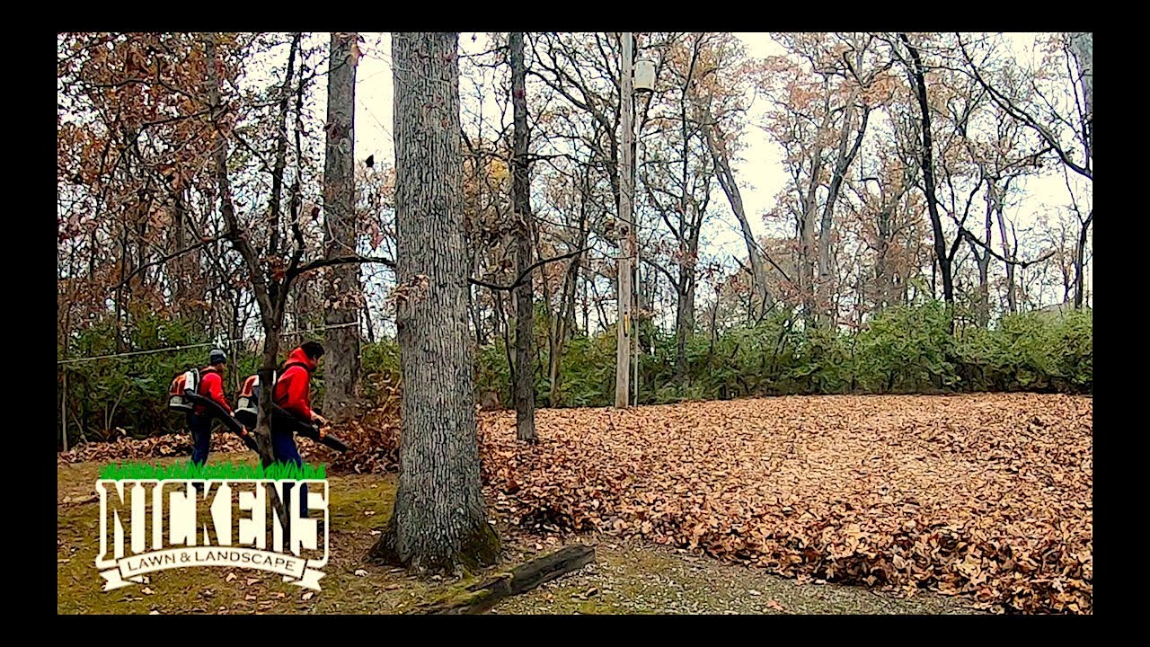 Big Leaf Removal Time Lapse | Choosing the Right Equipment - YouTube