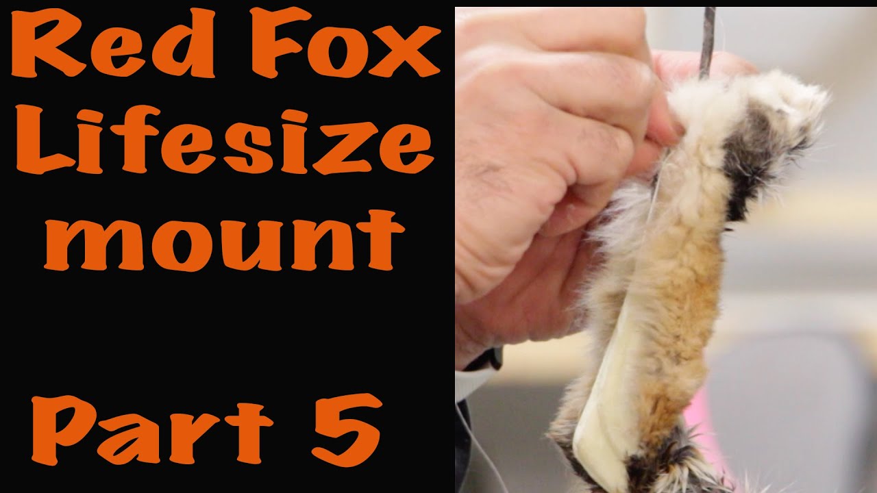 Red fox Taxidermy. Tutorial Part 5. Toes and feet. - YouTube