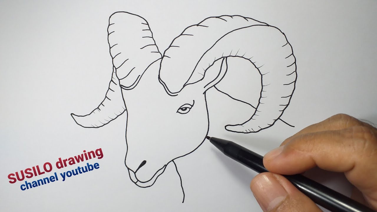 Cara Gampang Menggambar DOMBA Untuk Pemula || How to draw LAMB for ...