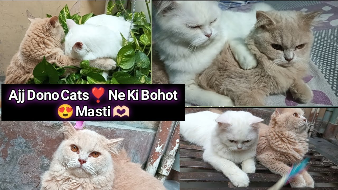 Dono Cats Ne ki Bohot Masti Ajj Cats Bohot Happy Hai || - YouTube
