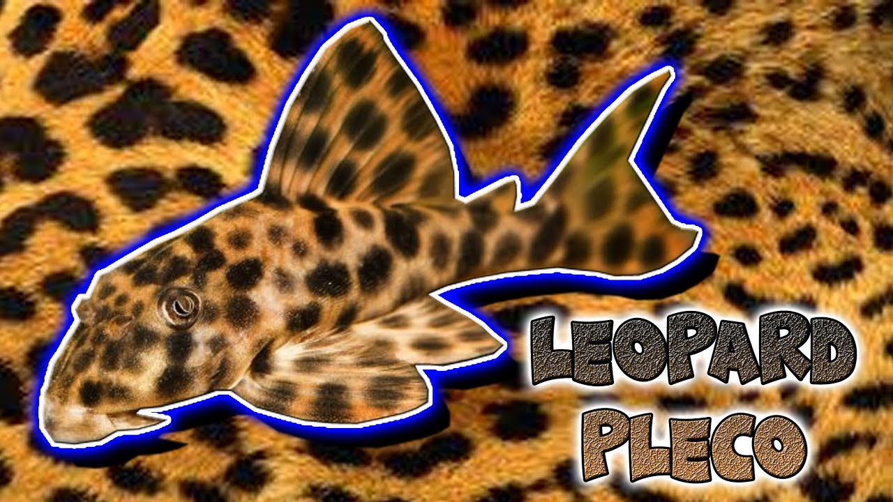 Leopard Plecos L006 - Unboxing in the Fishroom - YouTube