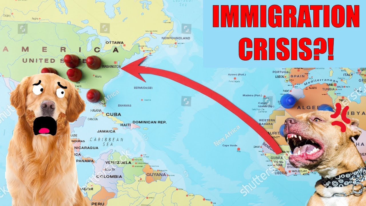 The Immigration Crisis EXPLAINED in DOG TERMS - YouTube