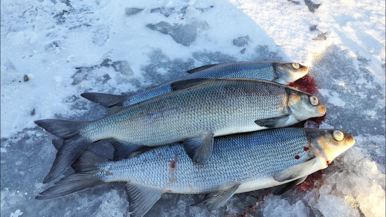Ice fishing Setup Whitefish/Siika #icefishing #pilkkiminen #siika - YouTube