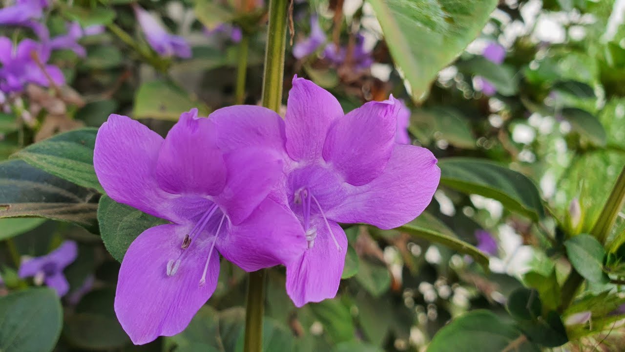 FLOR LINDA BARLÉRIA DE JARDIM - YouTube