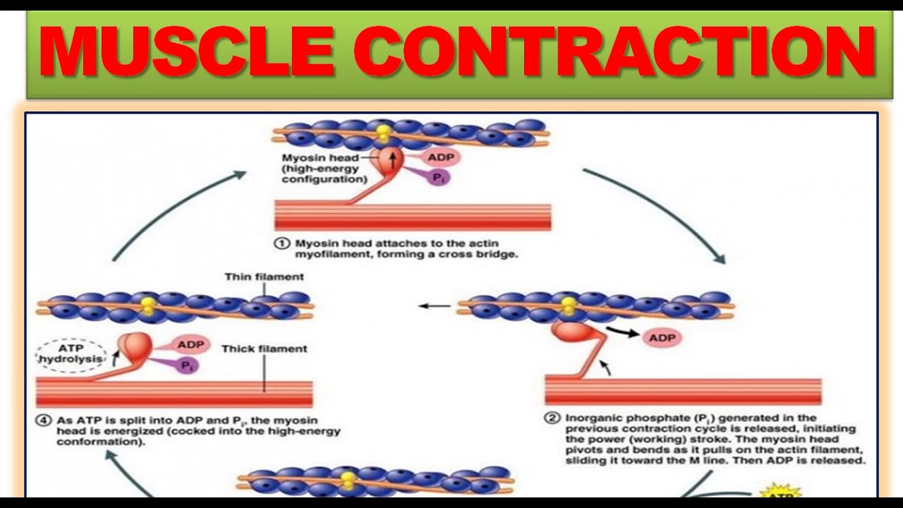 MUSCLE CONTRACTION FINAL - YouTube