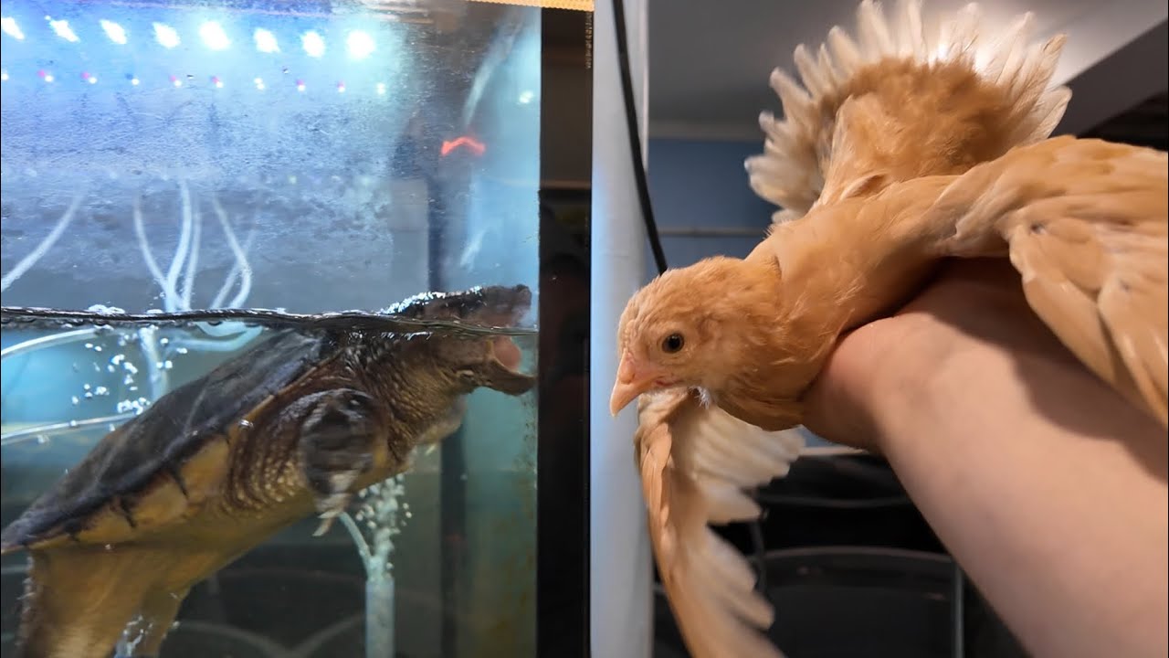 Feeding Bowser a chicken - YouTube