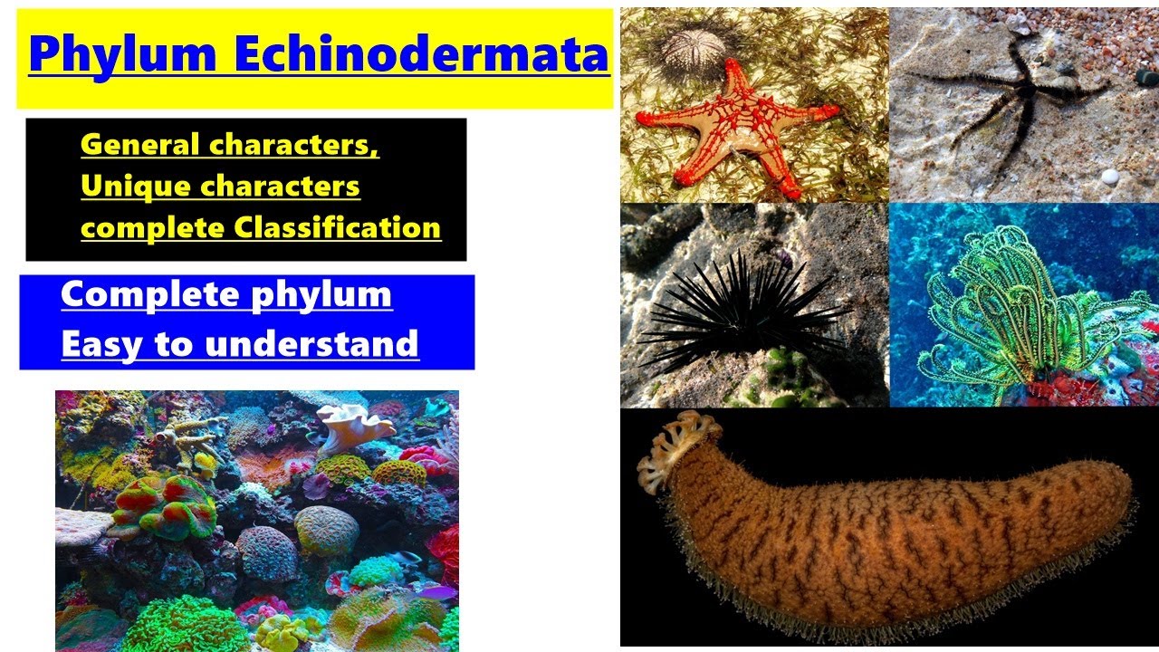 Echinodermata Examples