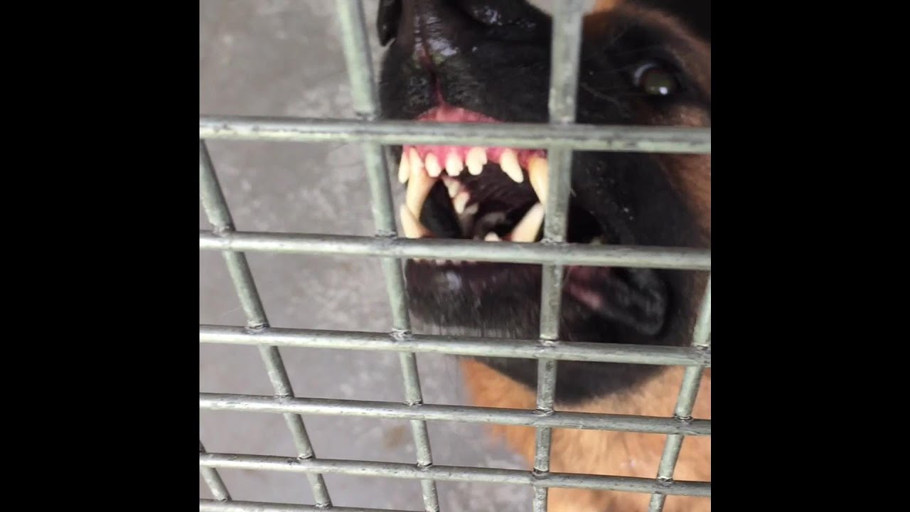 German Shepherd Rehabilitation PT2 - YouTube