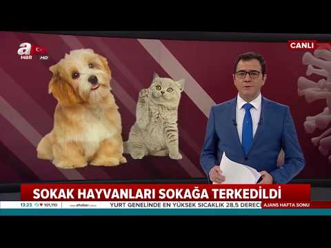 Evcil Hayvanlar Virüs Korkusuyla Sokağa Atıldı! / A Haber | A Haber