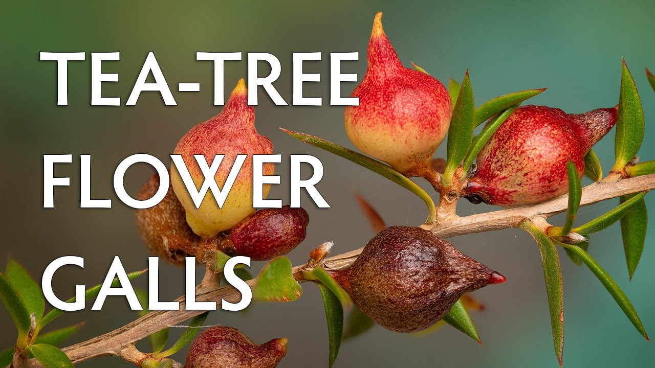 Flower galls, scale insects & other curiosities - YouTube