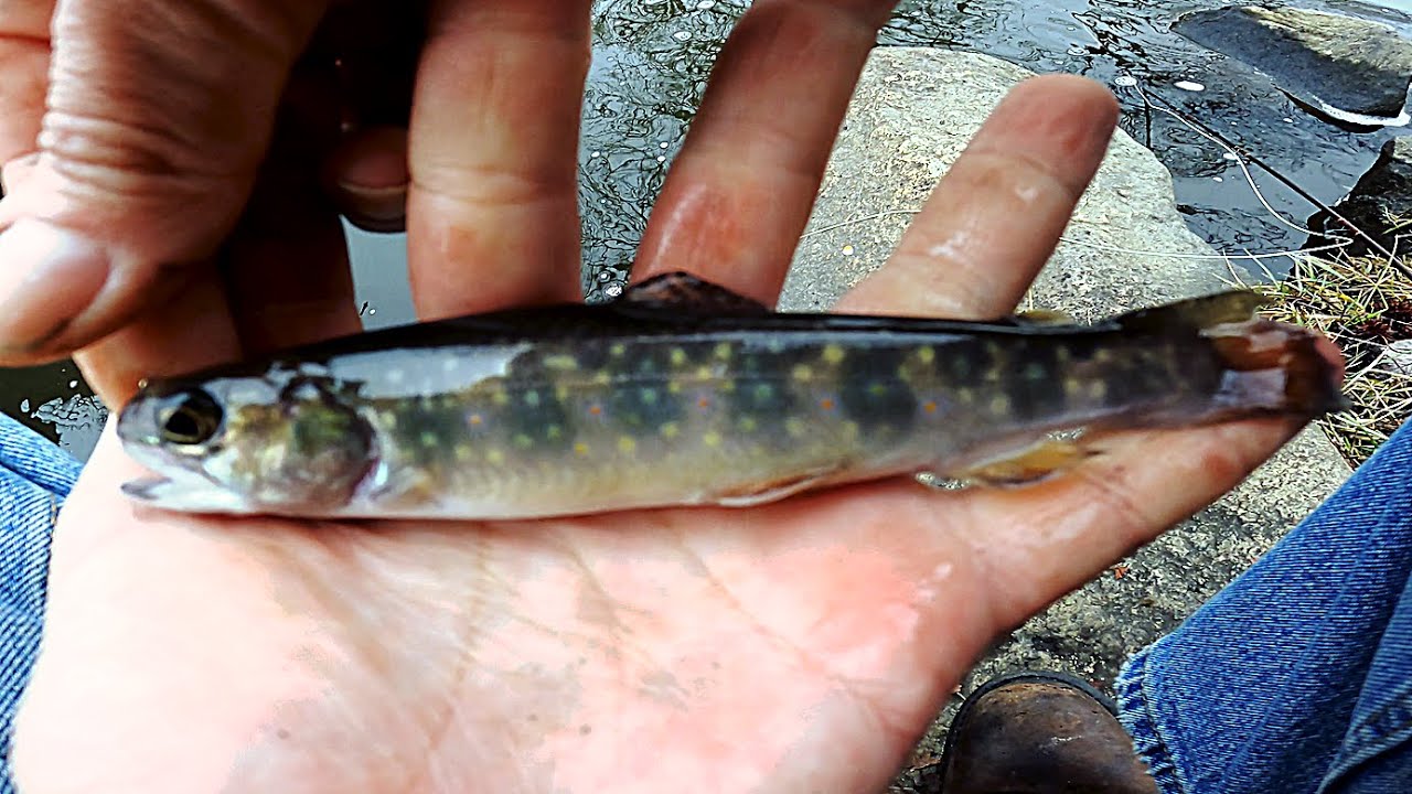 BROOK TROUT: Palsa Float Fishing with Nymphs for Beautiful Long Island Native Brookies - YouTube