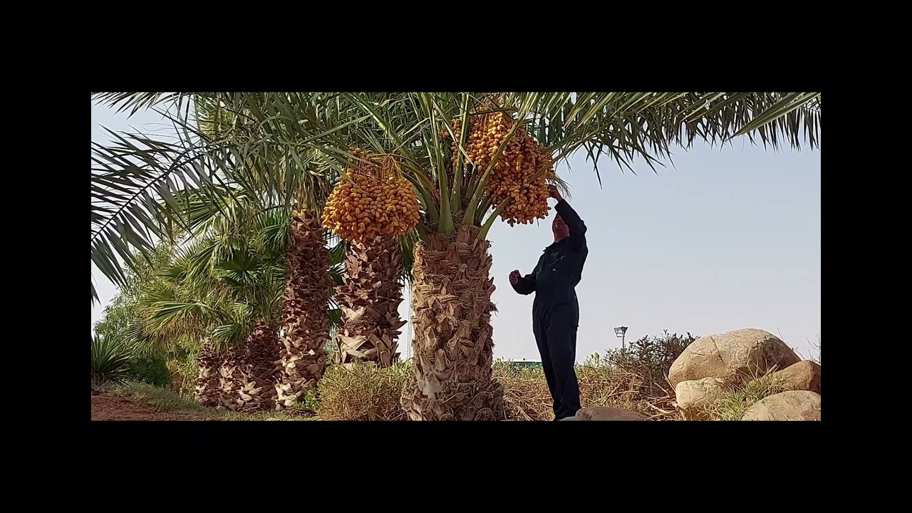 DATES PALM TREE IN SAUDI ARABIA / TAMAR - YouTube