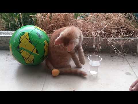 Top Oynayan Kedi