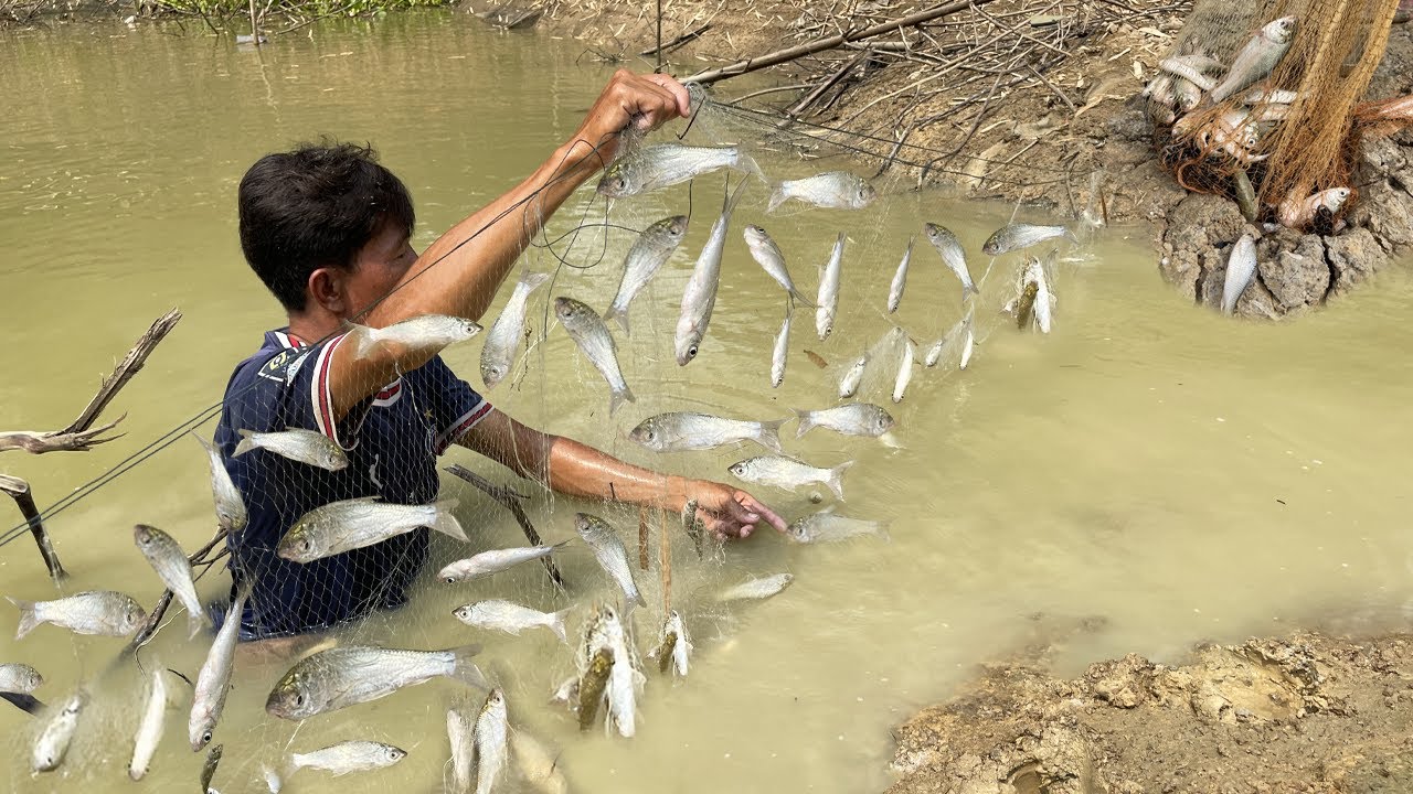 Videos special Fishing! fishing for a living and fish trap, Survival ...