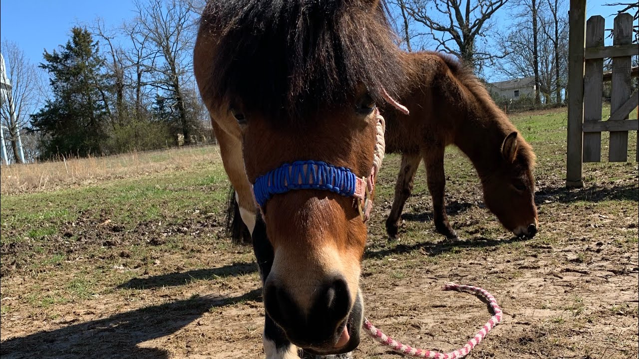 VINKLE?!? (App review. Don’t worry there is horses in it😂) read ...