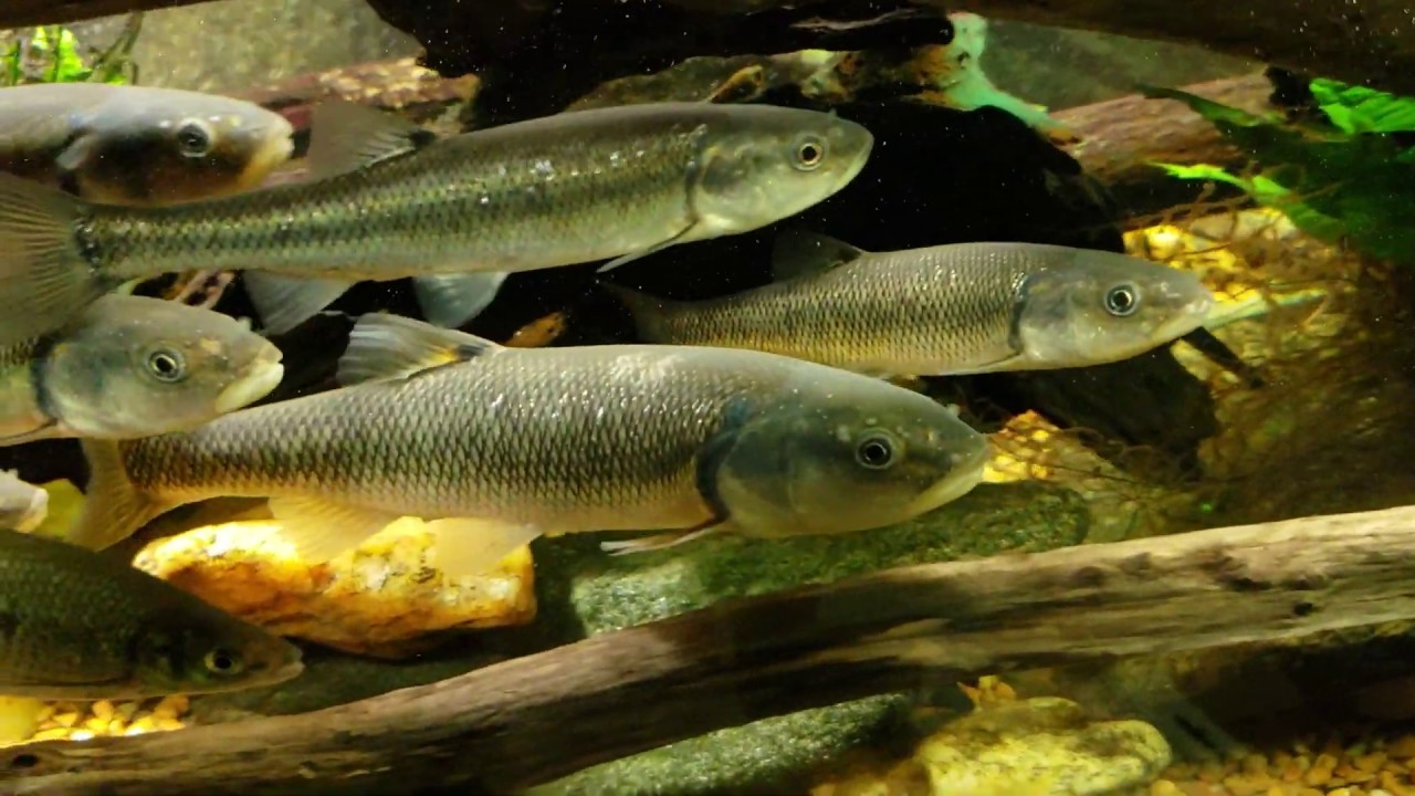 New Minnow In My Native Tank Was Eaten - YouTube