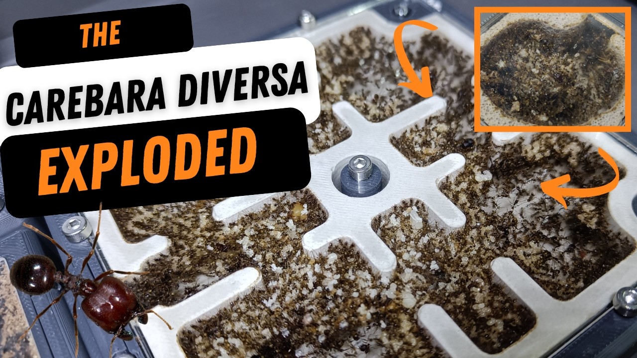 The Carebara Diversa are EXPLODING!!!!! (Asian Marauder Ants) - YouTube