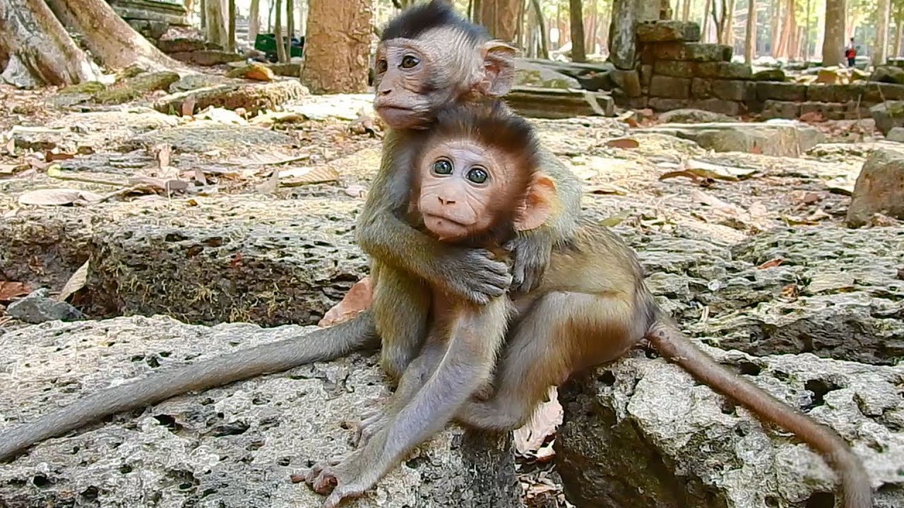 Warm mental baby monkey Vikki hugs Baron tightly with sweet loves and ...