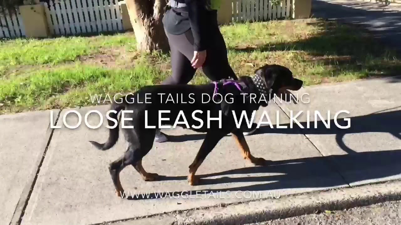 Loose Leash Walking Waggle Tails Dog Training And Behaviour YouTube loose-leash-walking-waggle-tails-dog-training-and-behaviour-youtube
