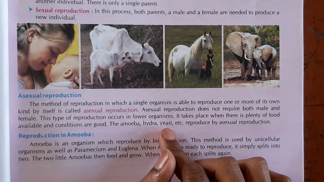THE REPRODUCTION Chapter 4 YouTube the-reproduction-chapter-4-youtube