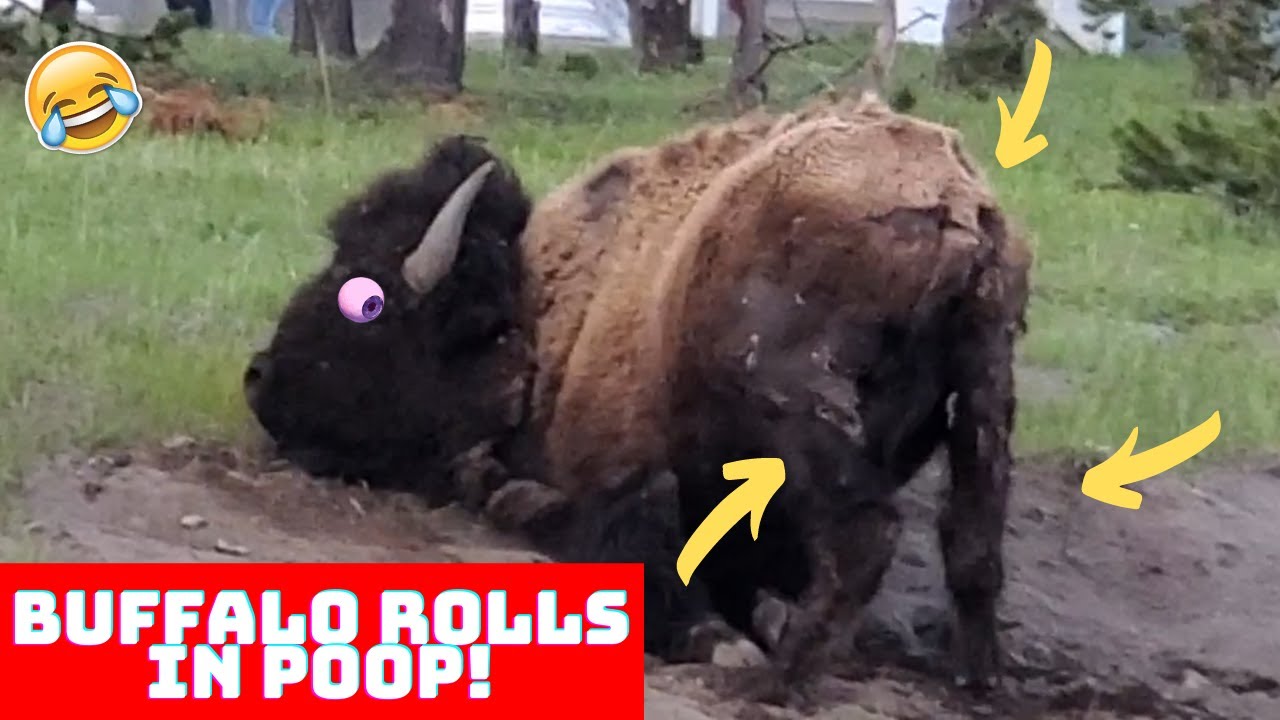Buffalo rolls in it's own poop - YouTube