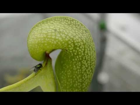 How Do Cobra Lilies Eat