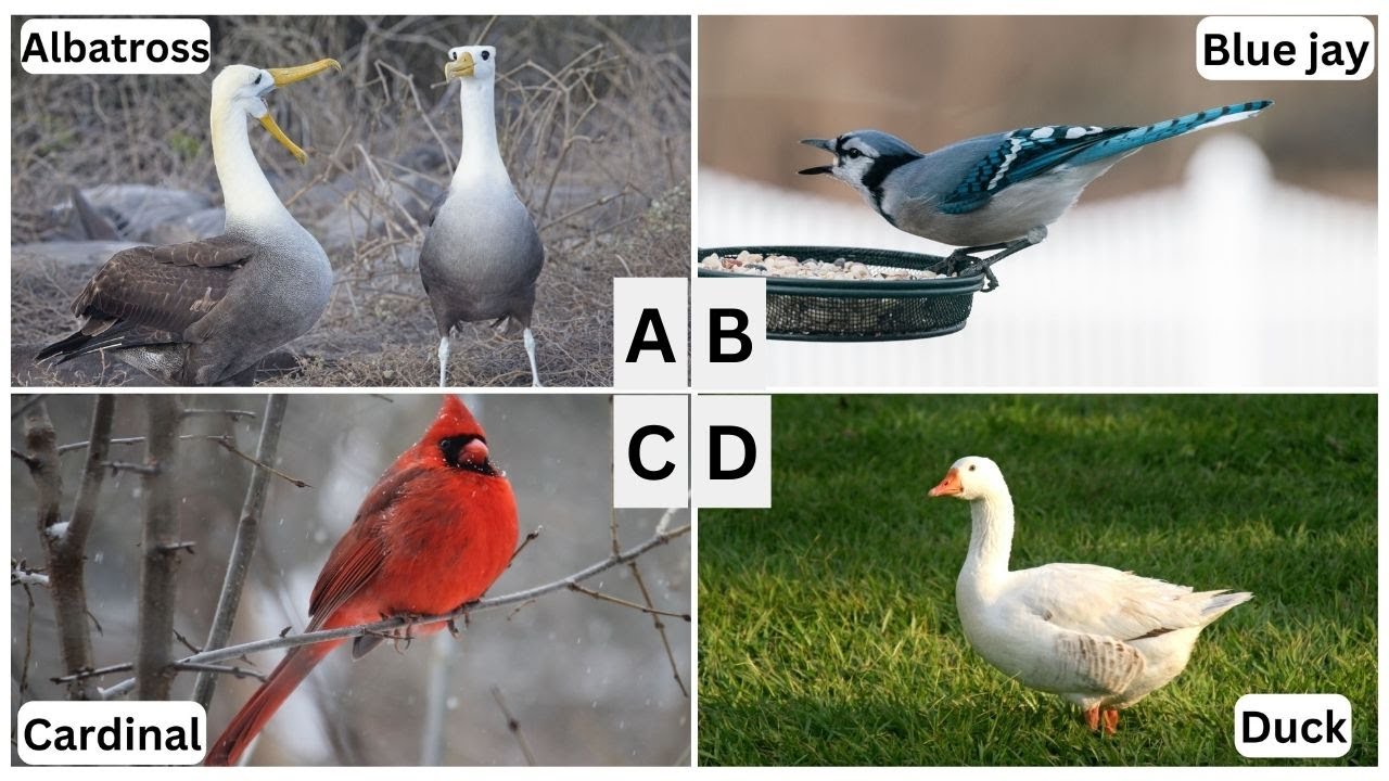 ABC Birds | Learn Alphabet from A to Z for Bird Names with interesting ...